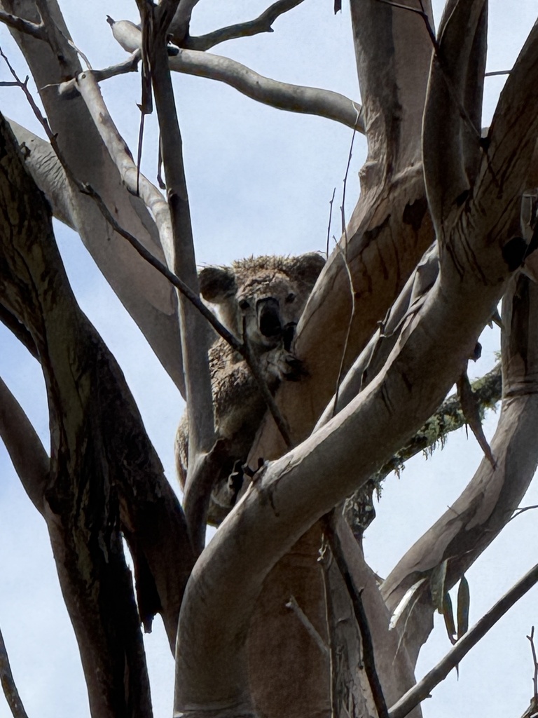 Koala from Mount Simpson Trl, Bucketty, NSW, AU on March 12, 2025 at 01 ...