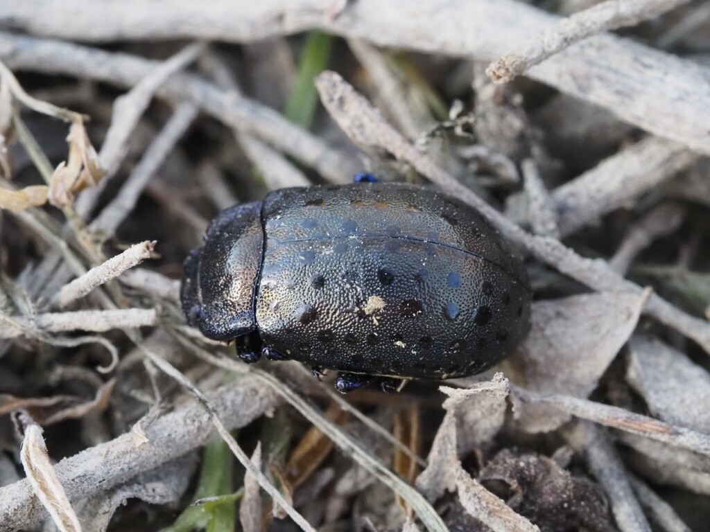Chrysolina exanthematica exanthematica from 日本、〒360-0823 埼玉県熊谷市榎町 on ...