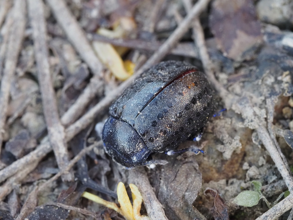Chrysolina exanthematica exanthematica from 日本、〒360-0823 埼玉県熊谷市榎町 on ...