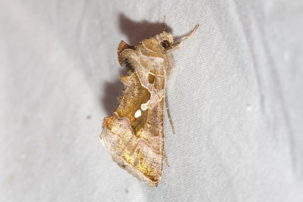 Green Garden Looper from Bittern VIC 3918, Australia on March 14, 2025 ...