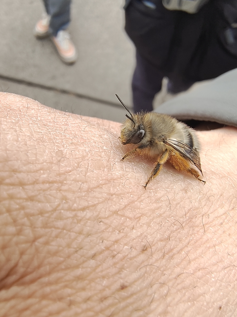 Anthophora melanognatha from Beijing, Beijing, CN on March 14, 2025 at ...