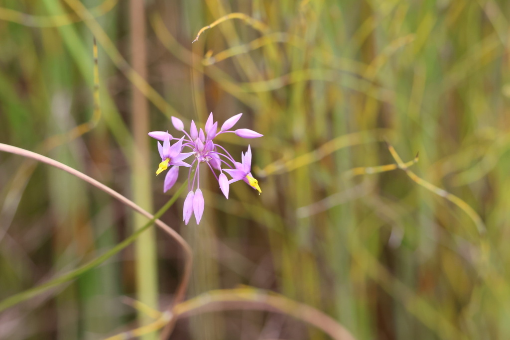 Sowerbaea alliacea from Gunn Point Rd, Howard Springs, NT, AU on March ...