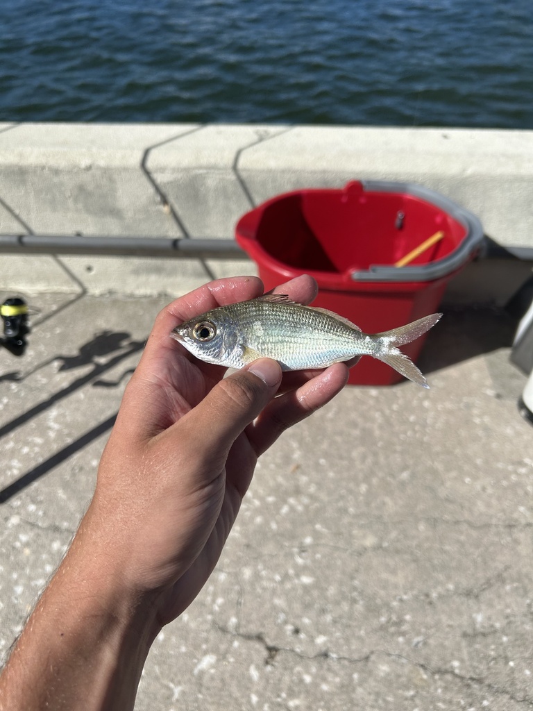 Slender Mojarra from Lake Worth, Riviera Beach, FL, US on October 5 ...