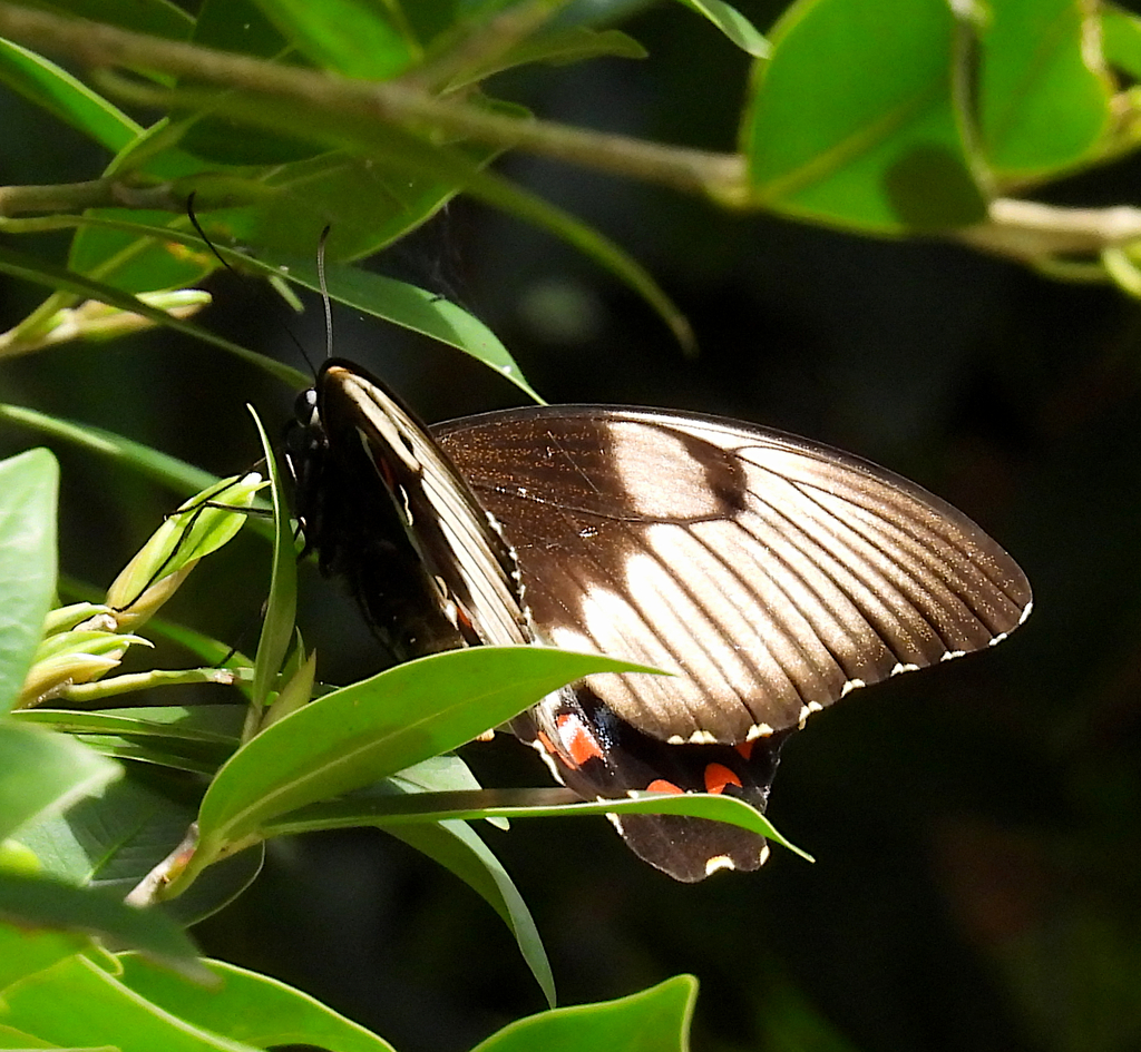 Australian Orchard Swallowtail from Wightman Reserve, Arana Hills ...