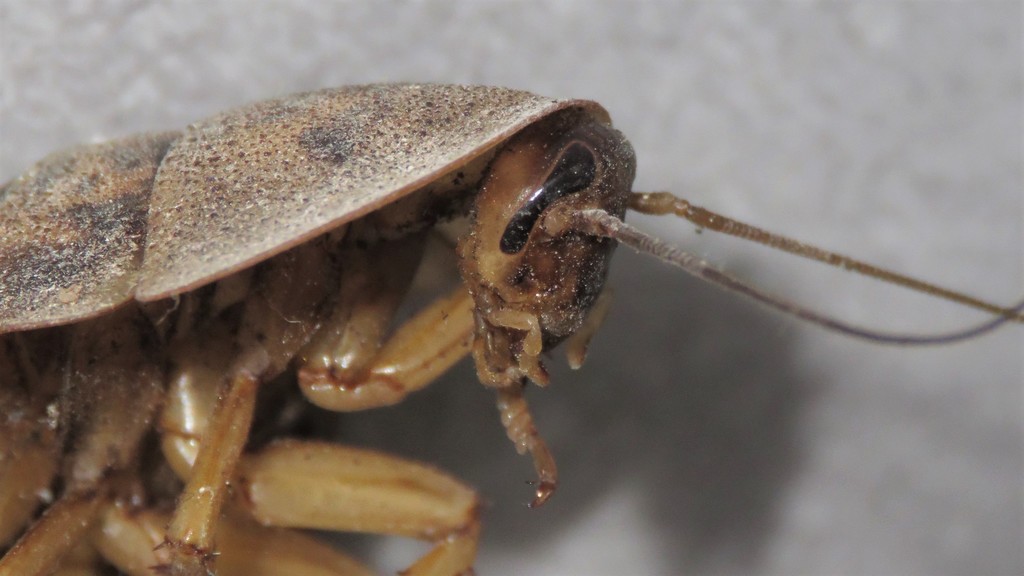 Dubia Cockroach from Bañados de Carrasco, 12100 Montevideo, Uruguay on ...