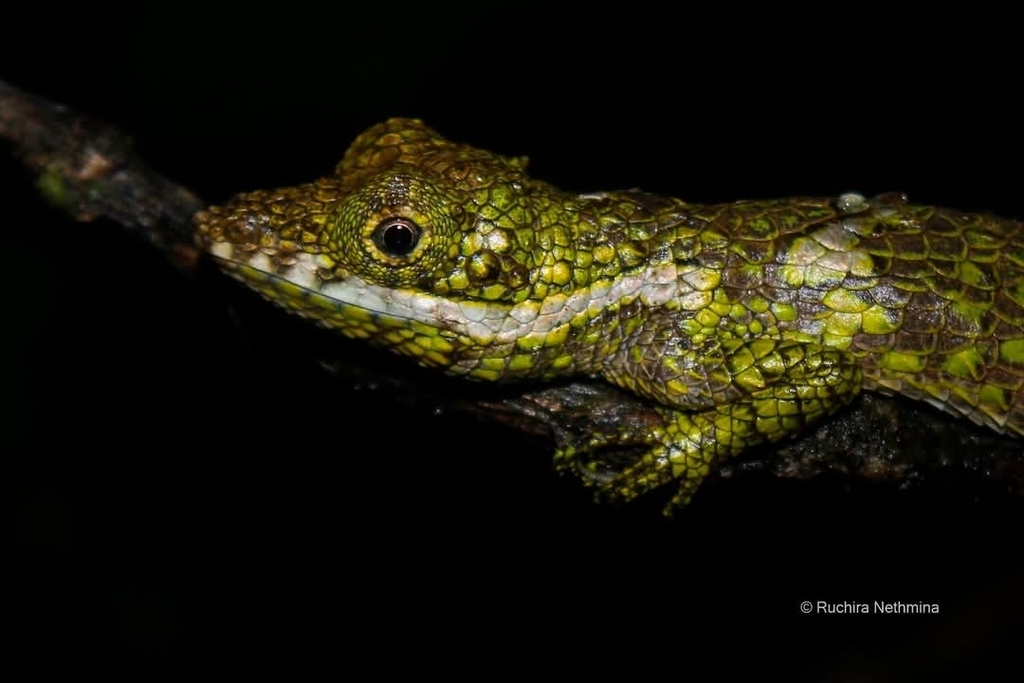 Knuckles Pygmy Lizard in March 2025 by Ruchira · iNaturalist