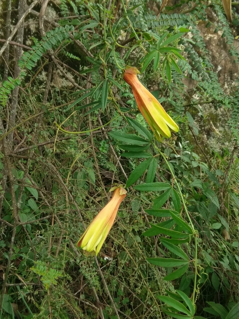 Passiflora andina in June 2017 by Silvan · iNaturalist