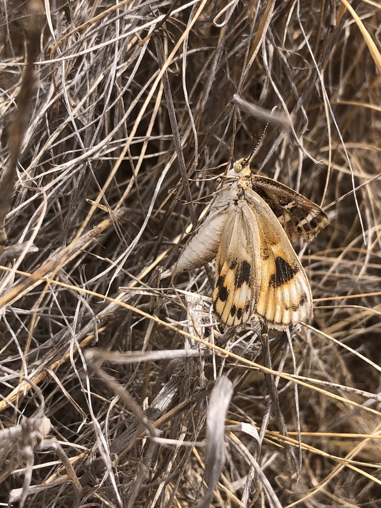 Synemon selene in March 2025 by Jason van Weenen · iNaturalist