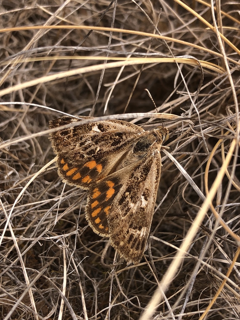 Synemon selene in March 2025 by Jason van Weenen. Seemed to be egg ...