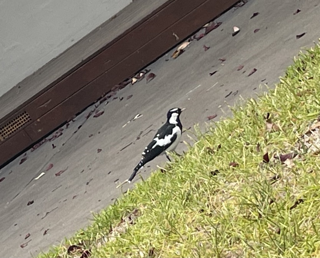 Magpie-lark from Doyle Tce, Chapman, ACT, AU on March 15, 2025 at 05:50 ...