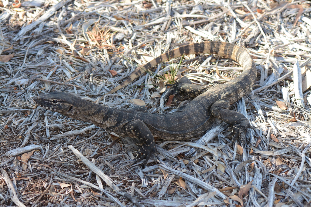 Heath Monitor from Bremer Bay WA 6338, Australia on March 14, 2025 at ...