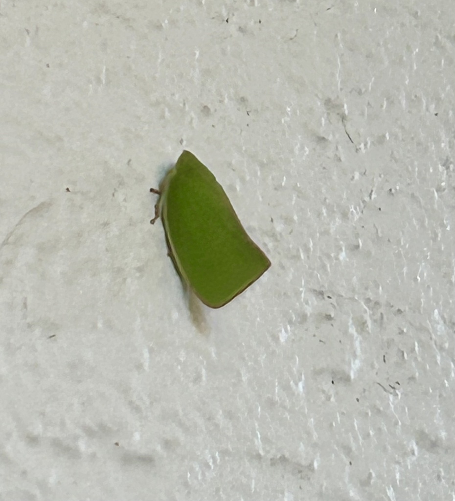 Torpedo Bug from South Island / Te Waipounamu, Lincoln, Canterbury, NZ ...