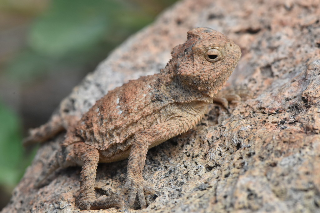 Rock Horned Lizard from Aconchi, MX-SO, MX on August 9, 2019 at 10:55 ...
