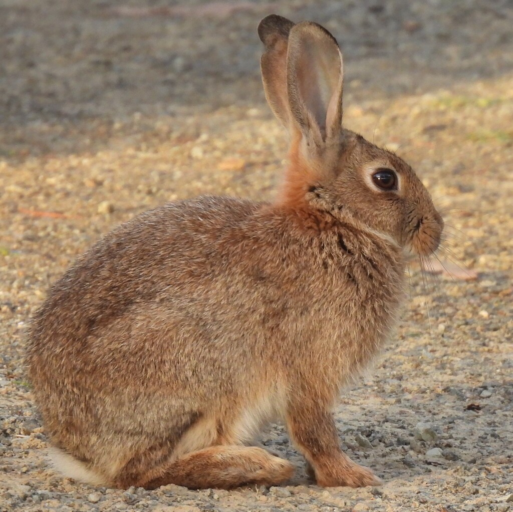 European Rabbit from Adventure Bay TAS 7150, Australia on March 15 ...