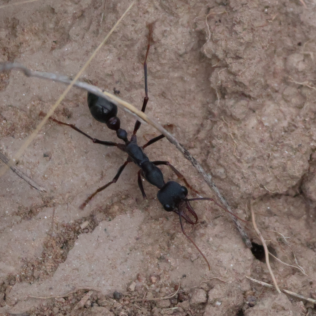 Inch Ant from East Jindabyne NSW 2627, Australia on March 15, 2025 at ...