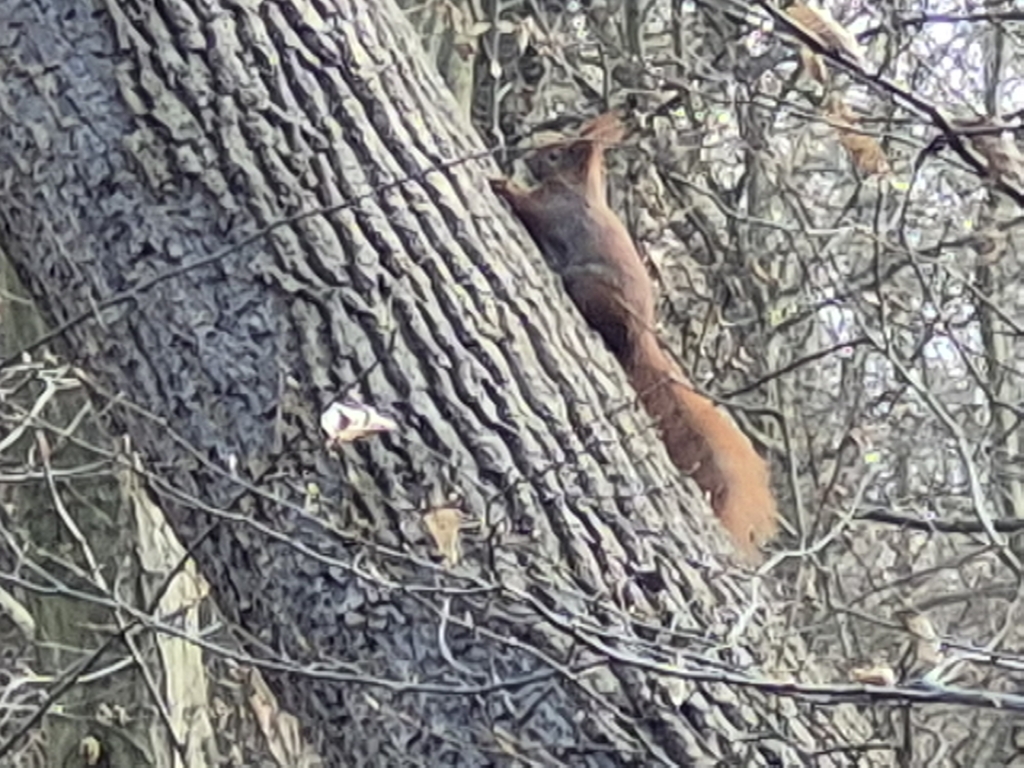 Eurasian Red Squirrel from Lubsko, Polska on March 15, 2025 at 11:06 AM ...