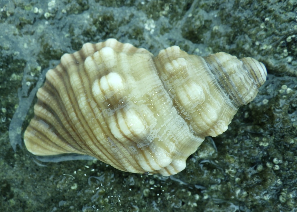 Spengler's Trumpet Snail from Burleigh Heads Rocky Shores, QLD ...