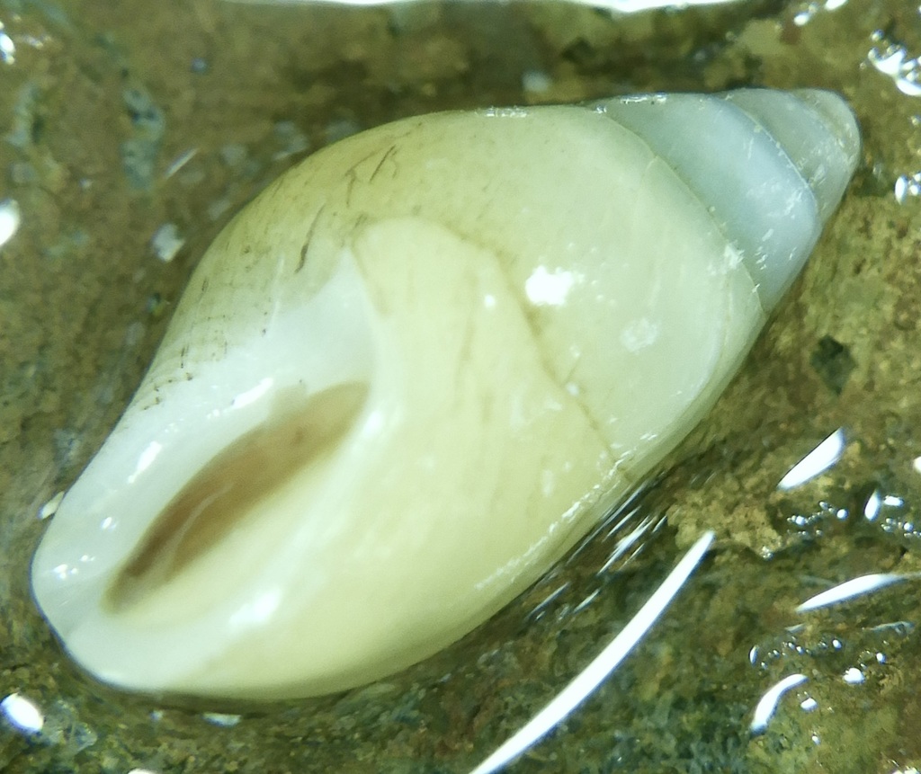 yellow-coated clusterwink from Burleigh Heads Rocky Shores, QLD ...