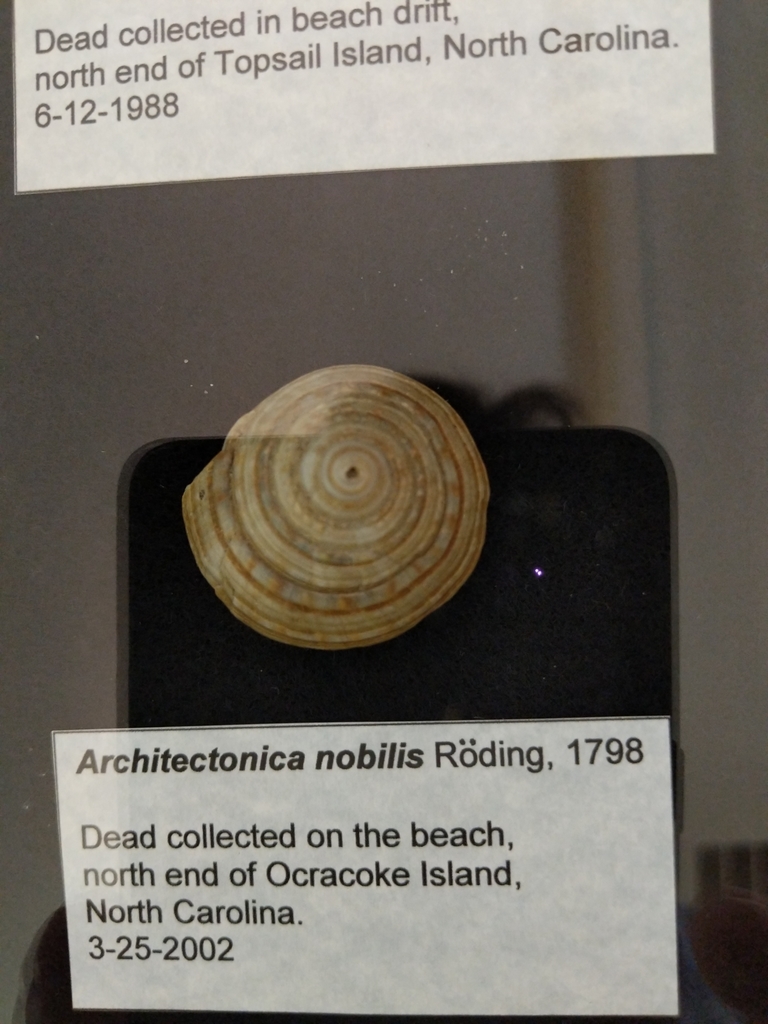 Common Sundial from ocracoke island, north carolina on March 25, 2002 ...
