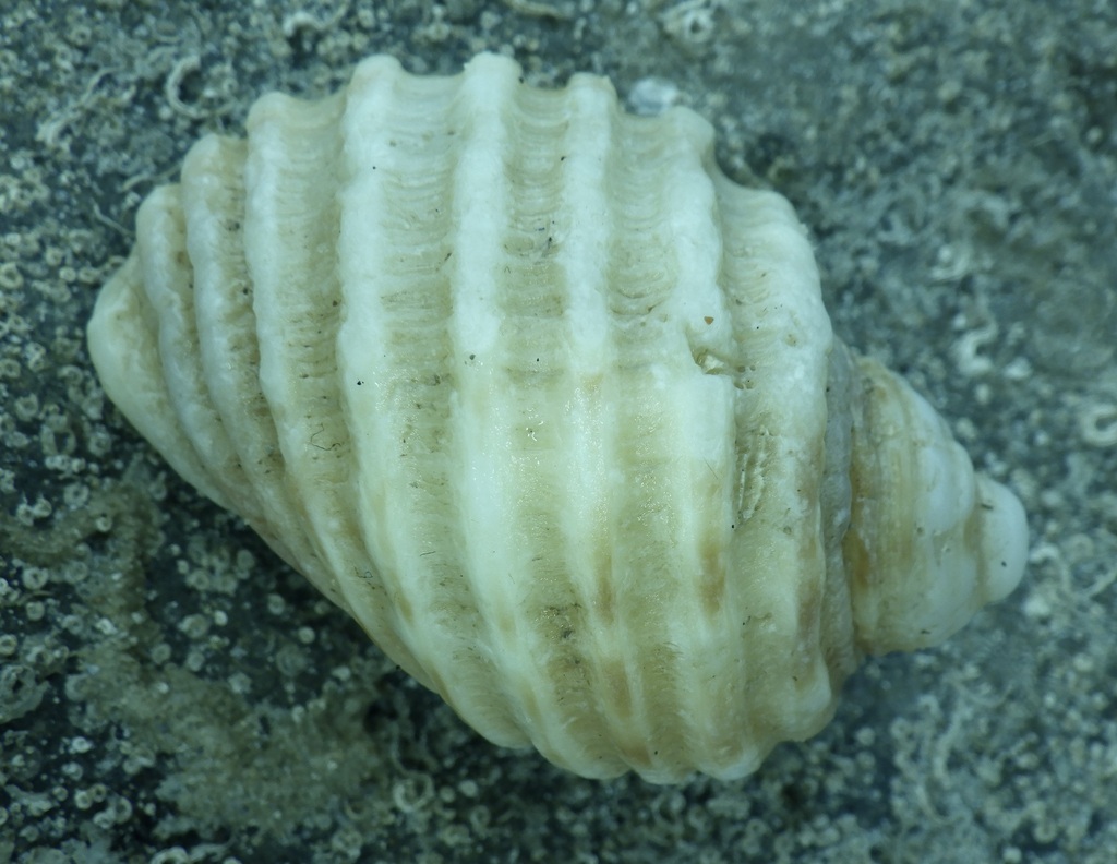Cart-Rut Shell from Burleigh Heads Rocky Shores, QLD, Australia on ...