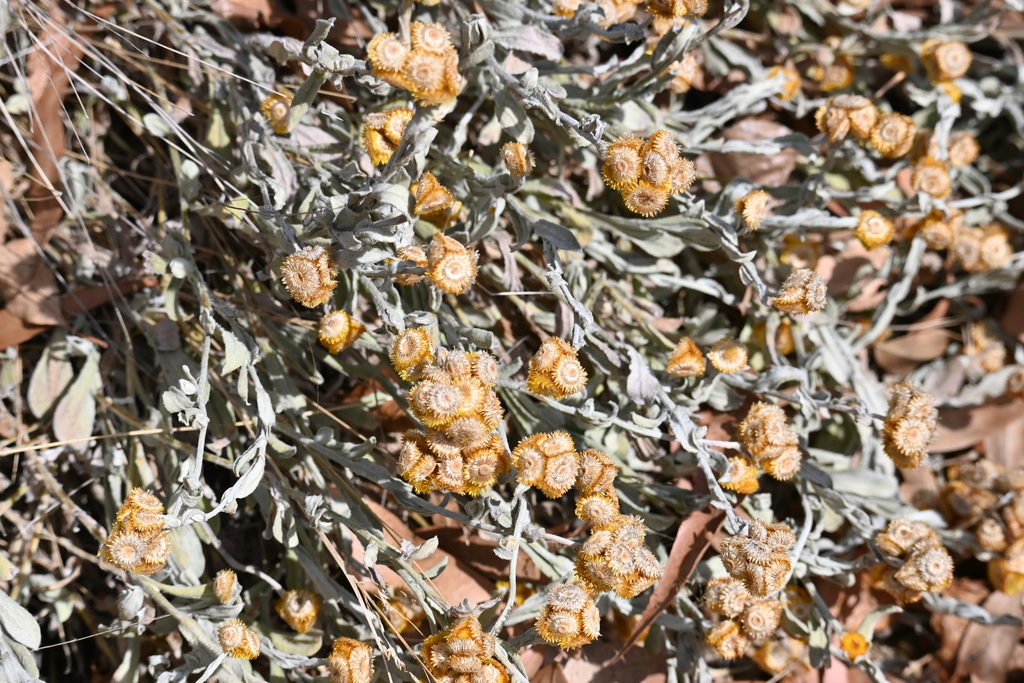 Common Everlasting from Macarthur Park Wetlands (Burrumbeet CK ...