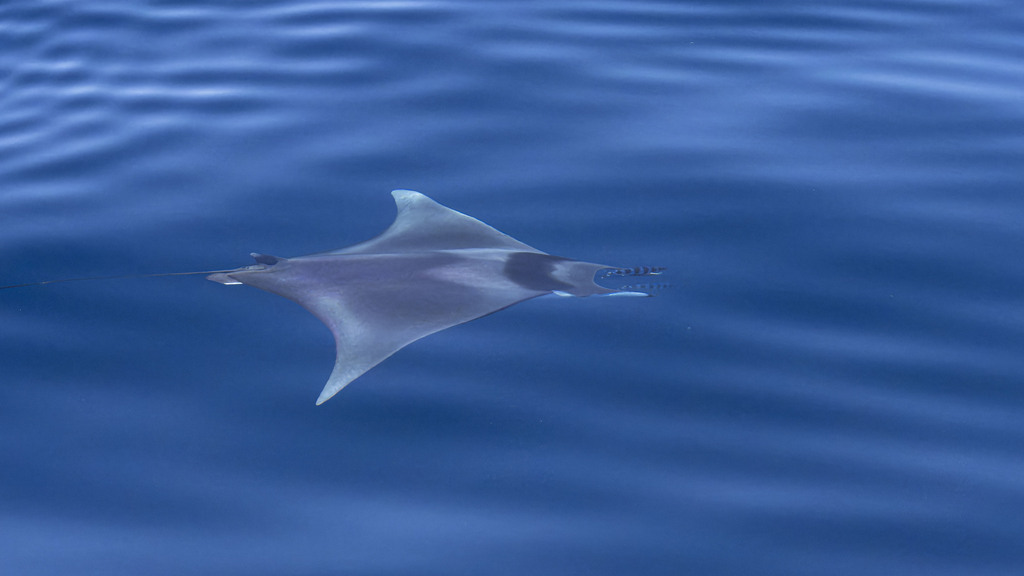 Spinetail Devil Ray in March 2025 by Oscar Thomas · iNaturalist