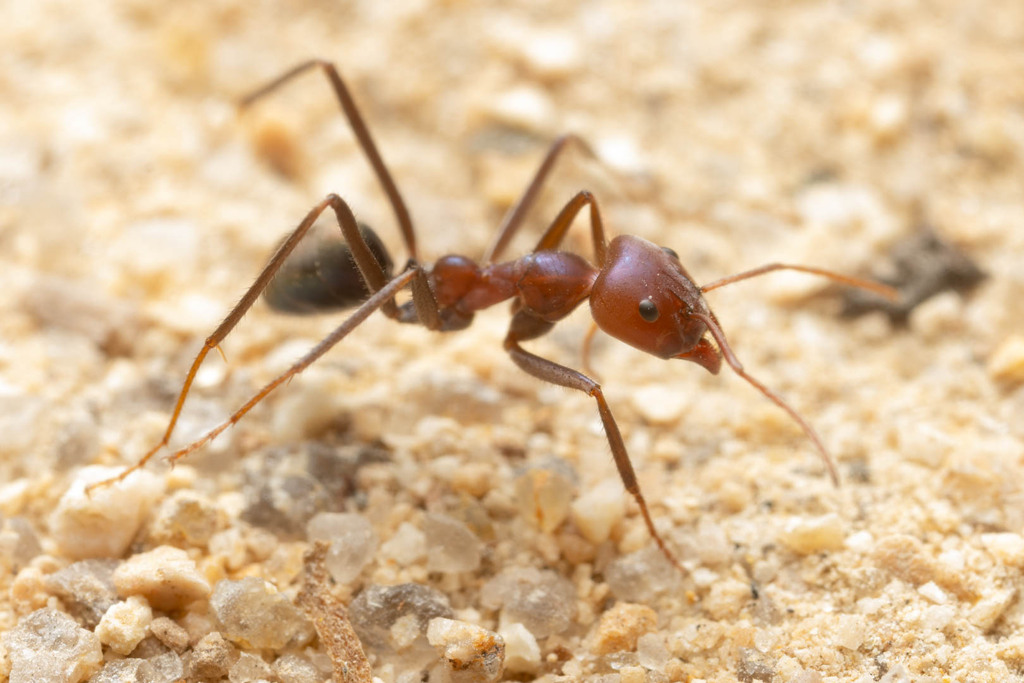 Southern Meat Ant from Crows Nest QLD 4355, Australia on March 2, 2025 ...