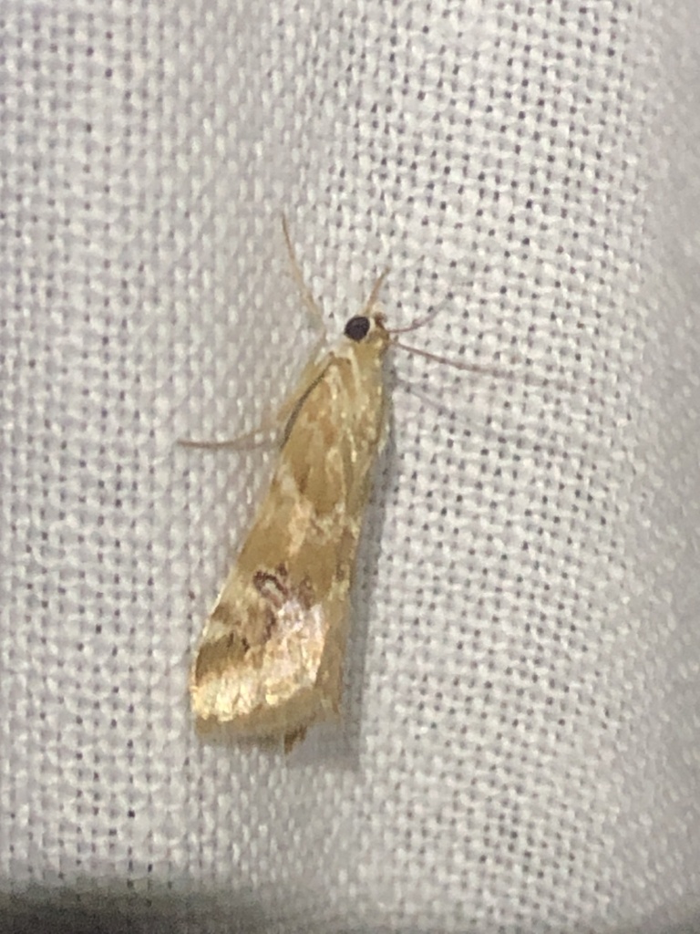 cabbage centre grub from Waite Conservation Reserve, Urrbrae, SA, AU on ...