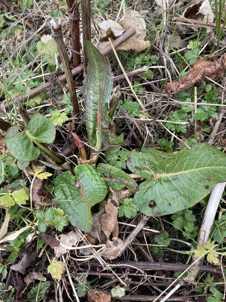 broad-leaved dock from Selkirkshire, Selkirk, Scotland, GB on March 15 ...