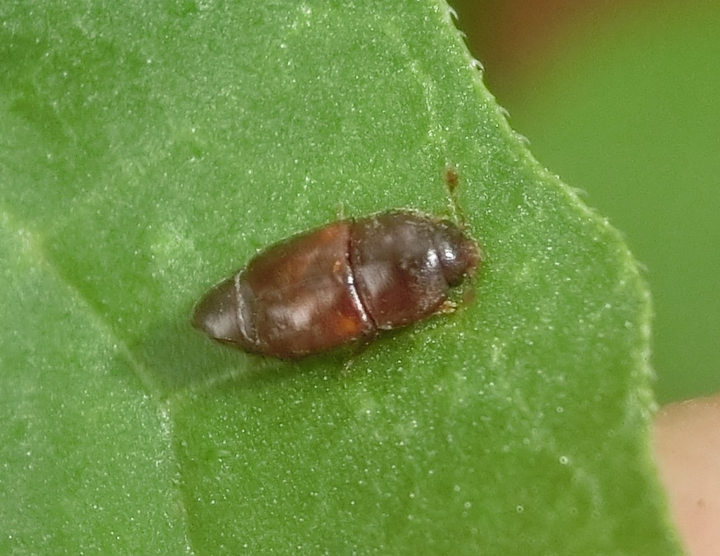 Urophorus from Changhua, TW-TA, TW on March 15, 2025 at 05:24 PM by ...