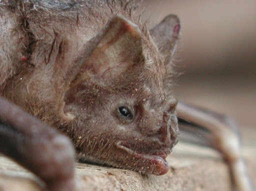 Common Vampire Bat from Mapalfa, Alto Purus, Peru on September 25, 2002 ...