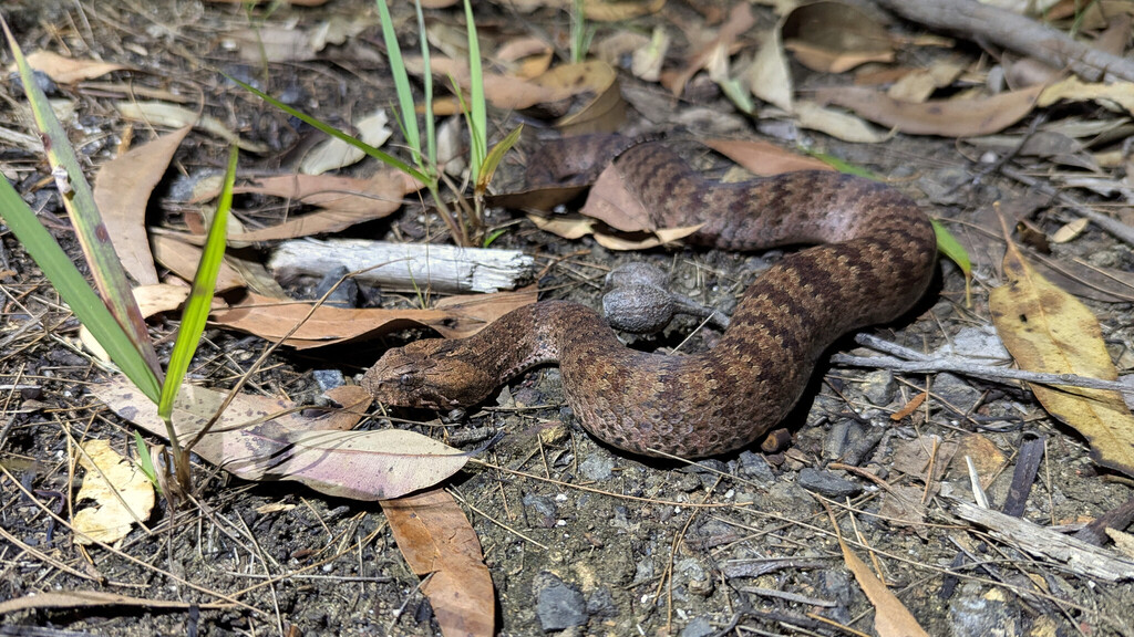 Southern Death Adder from Ku-ring-gai Chase NSW 2084, Australia on ...