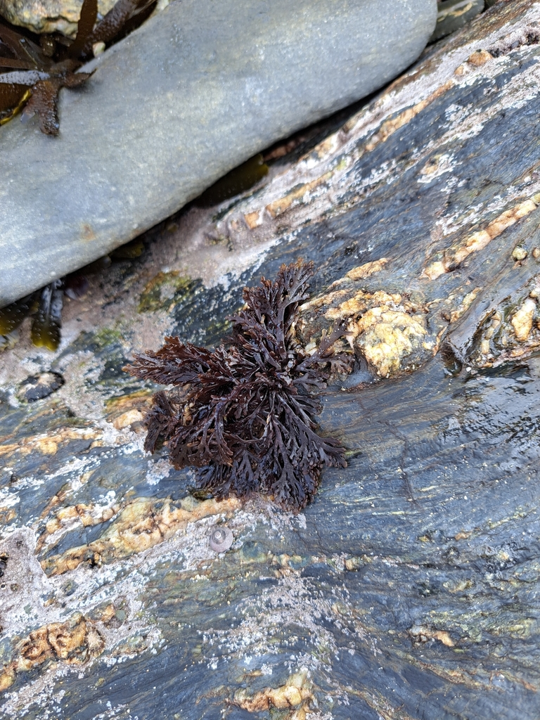 Pepper Dulse from Falmouth, UK on March 15, 2025 at 12:16 PM by Gemma ...