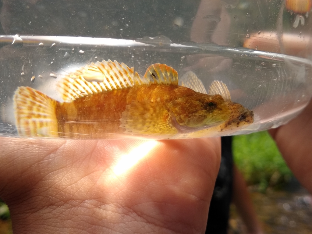 Blue Ridge Sculpin from Elk Township, PA, USA on August 08, 2019 at 11: ...