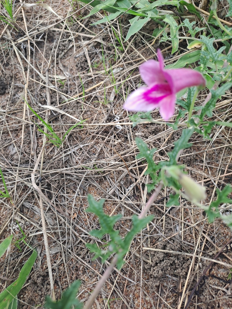 Savanna Devilthorn from Machanga, Moçambique on March 15, 2025 at 03:28 ...