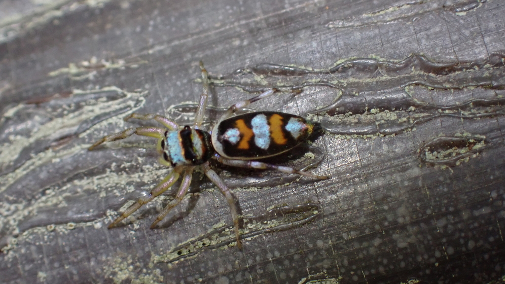 Chrysilla acerosa from 香港 on March 15, 2025 at 01:26 PM by vivi1874 ...
