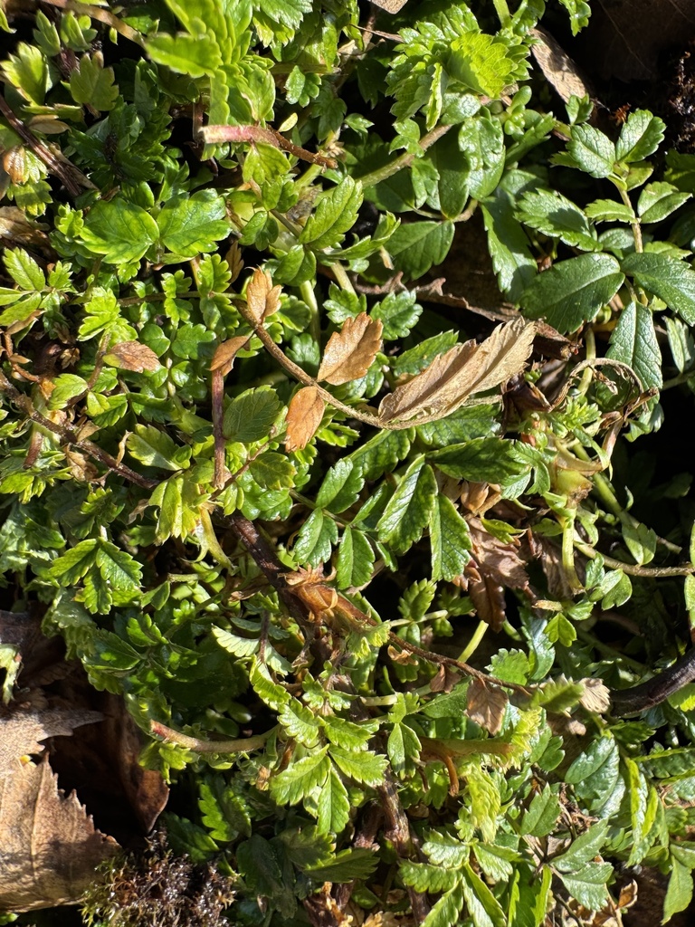 Biddy-biddy from King Rudding Lane, York, England, GB on March 15, 2025 ...