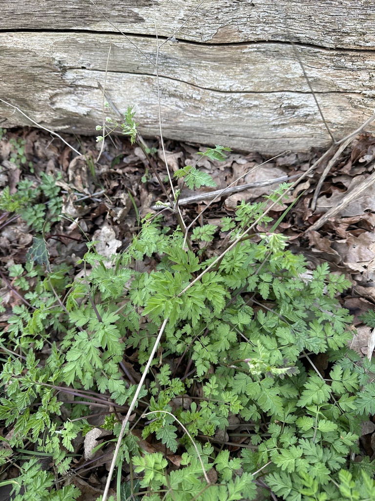 Cow Parsley from The Chase, Rochford, England, GB on March 15, 2025 at ...