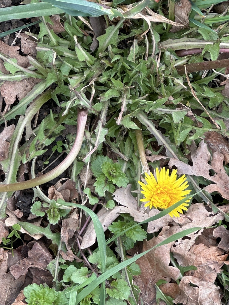 common dandelion from Greensward Lane, Hockley, England, GB on March 15 ...