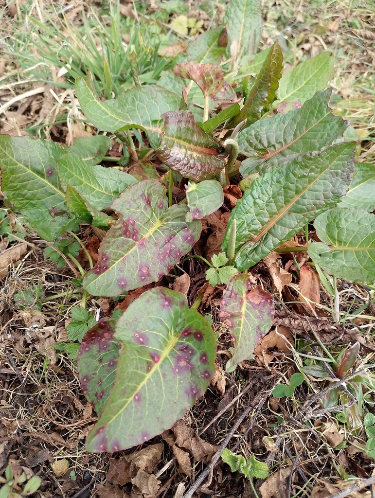 broad-leaved dock from The Haining Estate, Selkirk TD7 5LR, UK on March ...