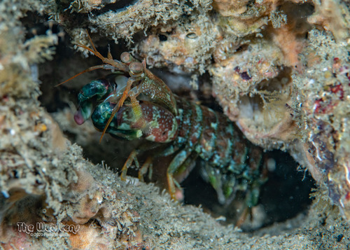 Caribbean Rock Mantis Shrimp (Neogonodactylus wennerae) · iNaturalist ...