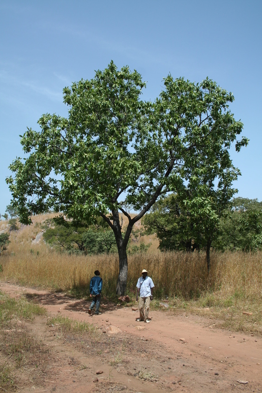 (Terminalia laxiflora) - Botanical Realm