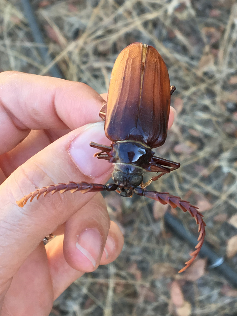 California Prionus (Beetles of Sequoia National Park) · iNaturalist