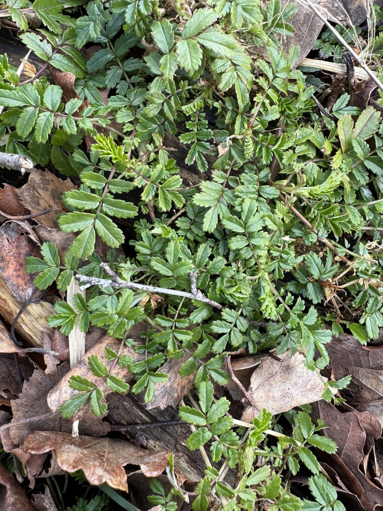 Biddy-biddy from Common Road, Selby, England, GB on March 15, 2025 at ...