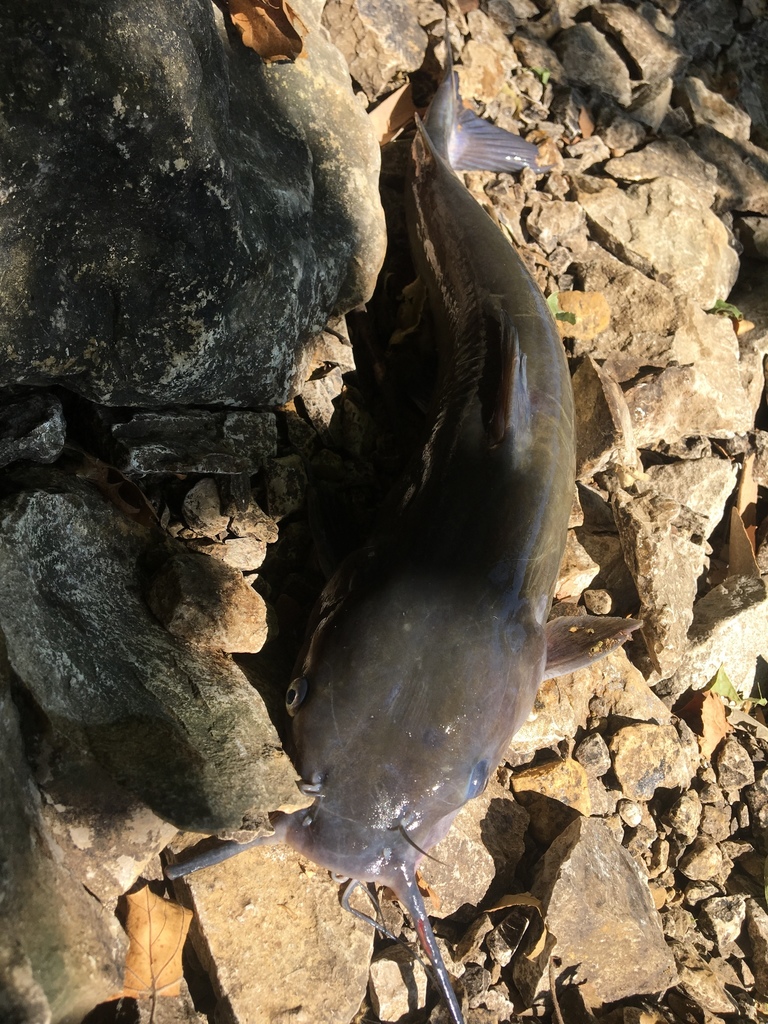 Channel Catfish from Outlet Recreation Area, Quenemo, KS, US on July 19 ...