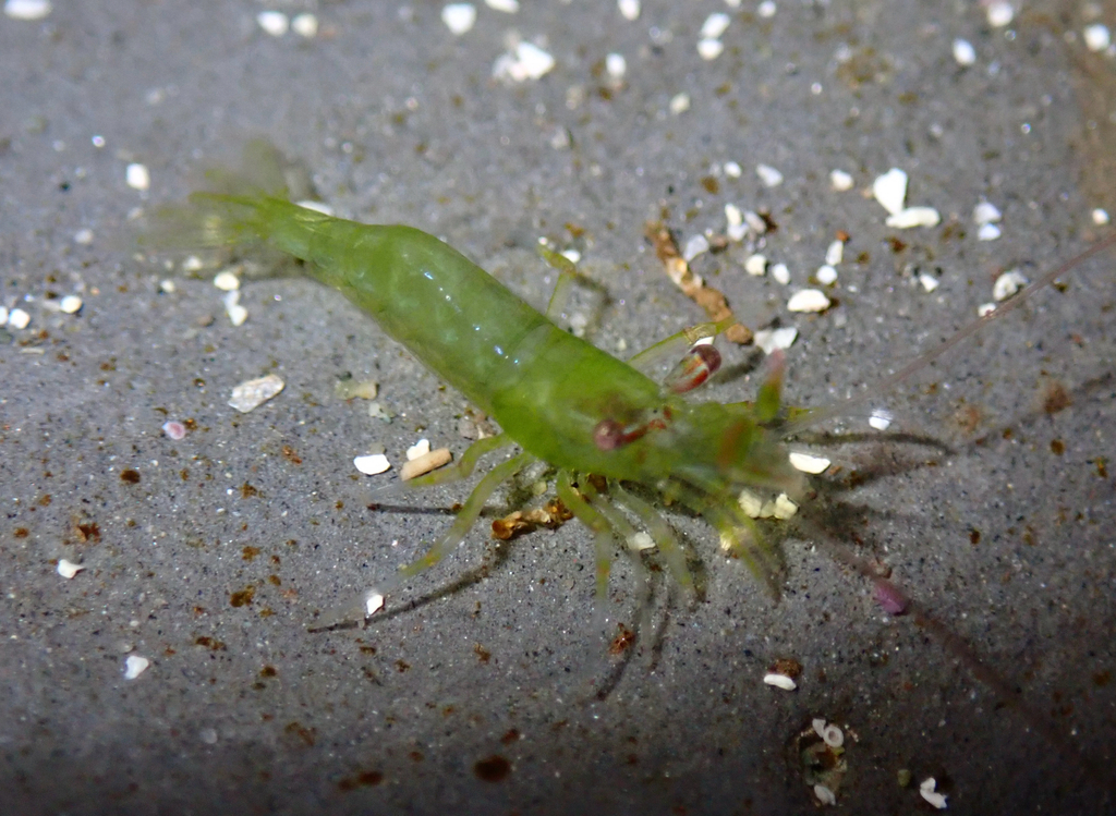 Red-banded Transparent Shrimp from Alberni-Clayoquot, BC, CA on March ...