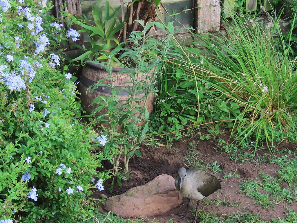 Sunbird Bush from Scottburgh, 4180, South Africa on March 13, 2025 at ...