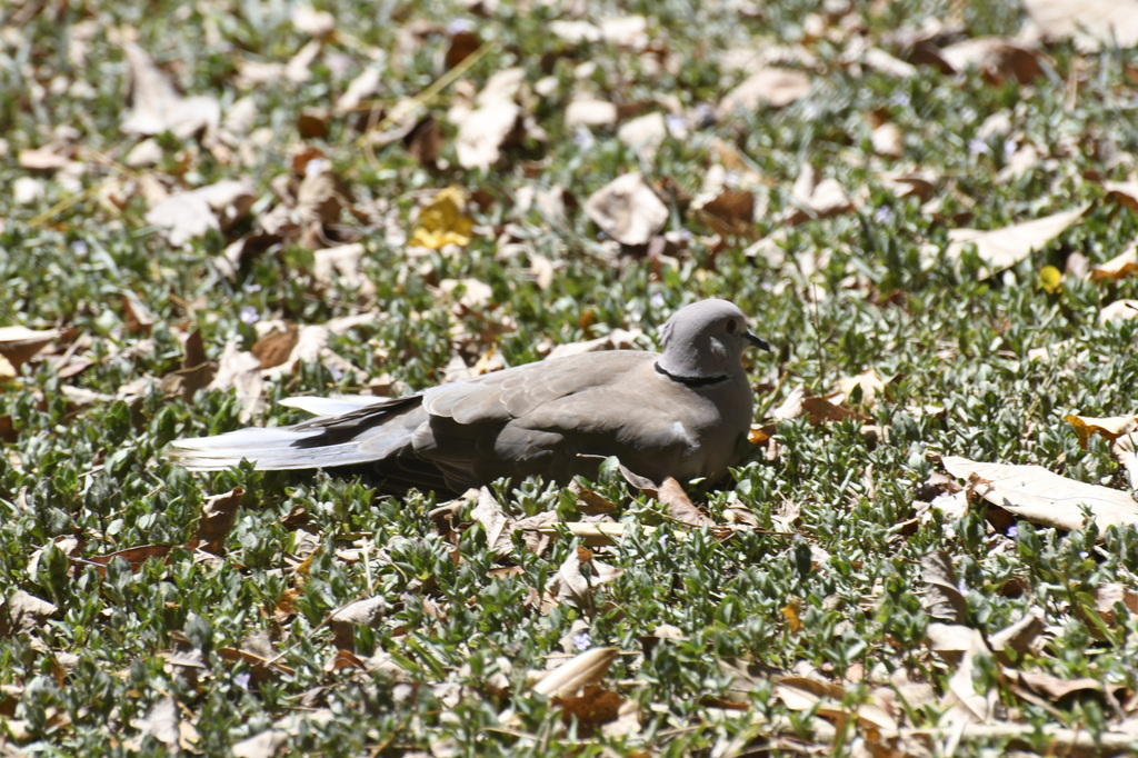 Eurasian Collared-Dove from Church View, Saint John Barbados on March 6 ...