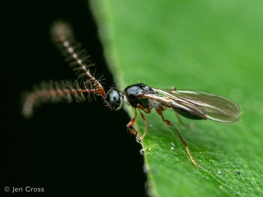 Trichopria from Wilma Quinlan Nature Preserve, Mathews Ave, New Britain ...