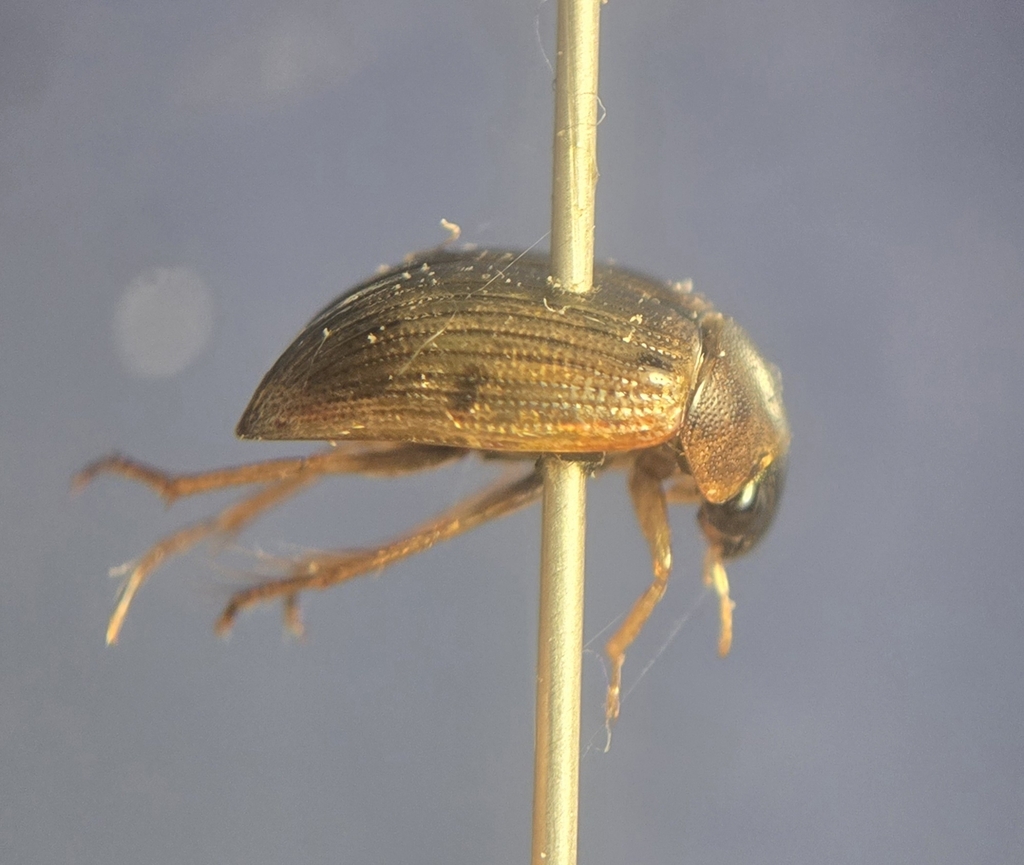 Berosus sayi from Erie, PA 16507, USA on August 31, 2021 by Tyler ...